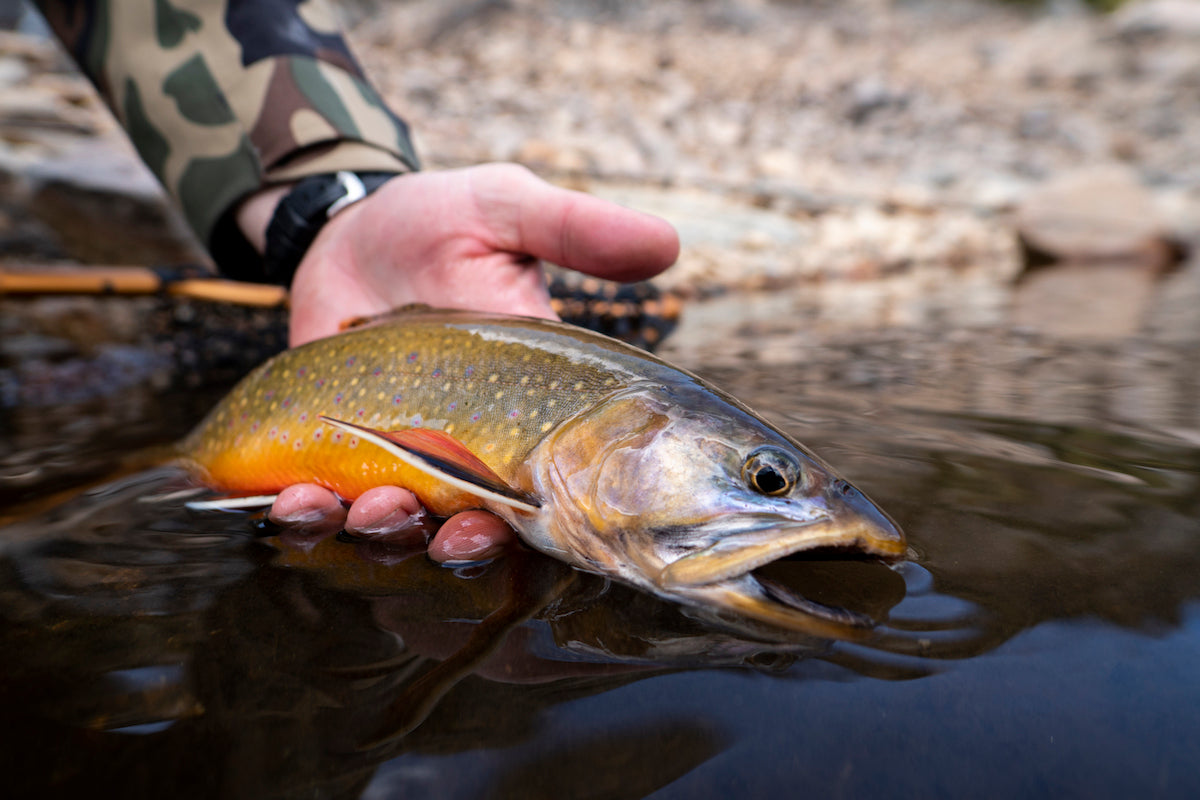 Reed's Fishing Outlook for October – Cutthroat Anglers