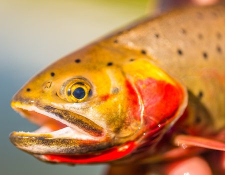 A TROUT'S EYE VIEW BY MIKE WALLACE – Cutthroat Anglers
