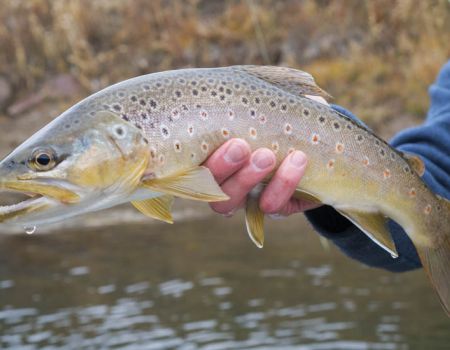 REED'S FISHING OUTLOOK FOR JULY – Cutthroat Anglers